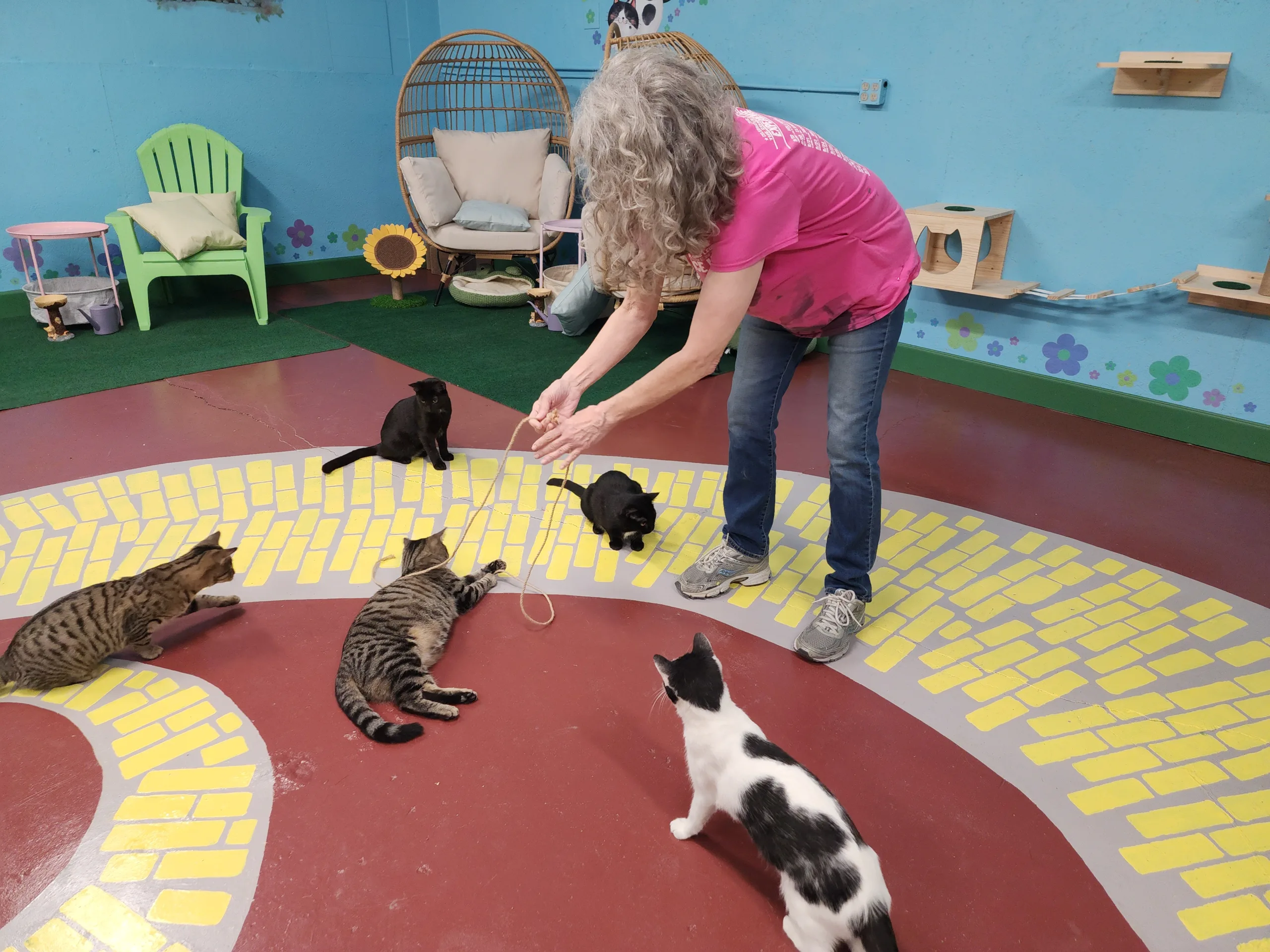 Our Cats - The Chat-A Cat Cafe